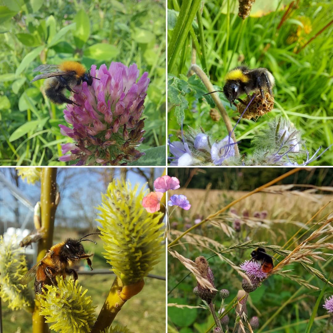 Det er nu eller aldrig for de vilde bier! – Hansborg